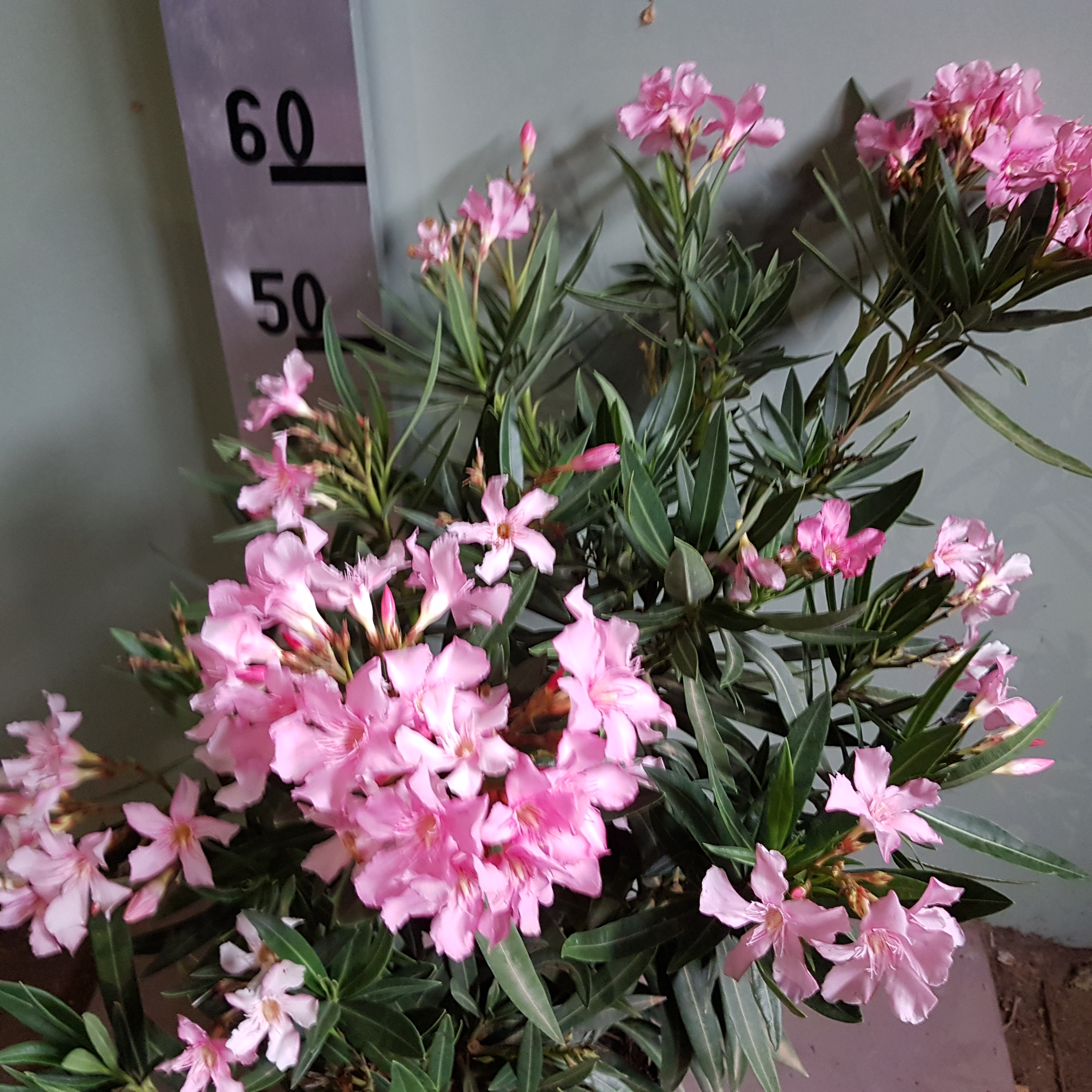Nerium Oleander 39white39